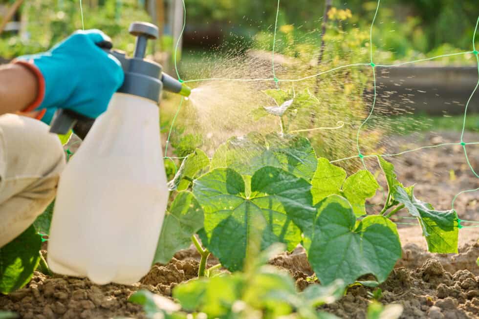 Pets and Pesticides Don’t Mix: Protecting Your Loving Animals - A Voice ...